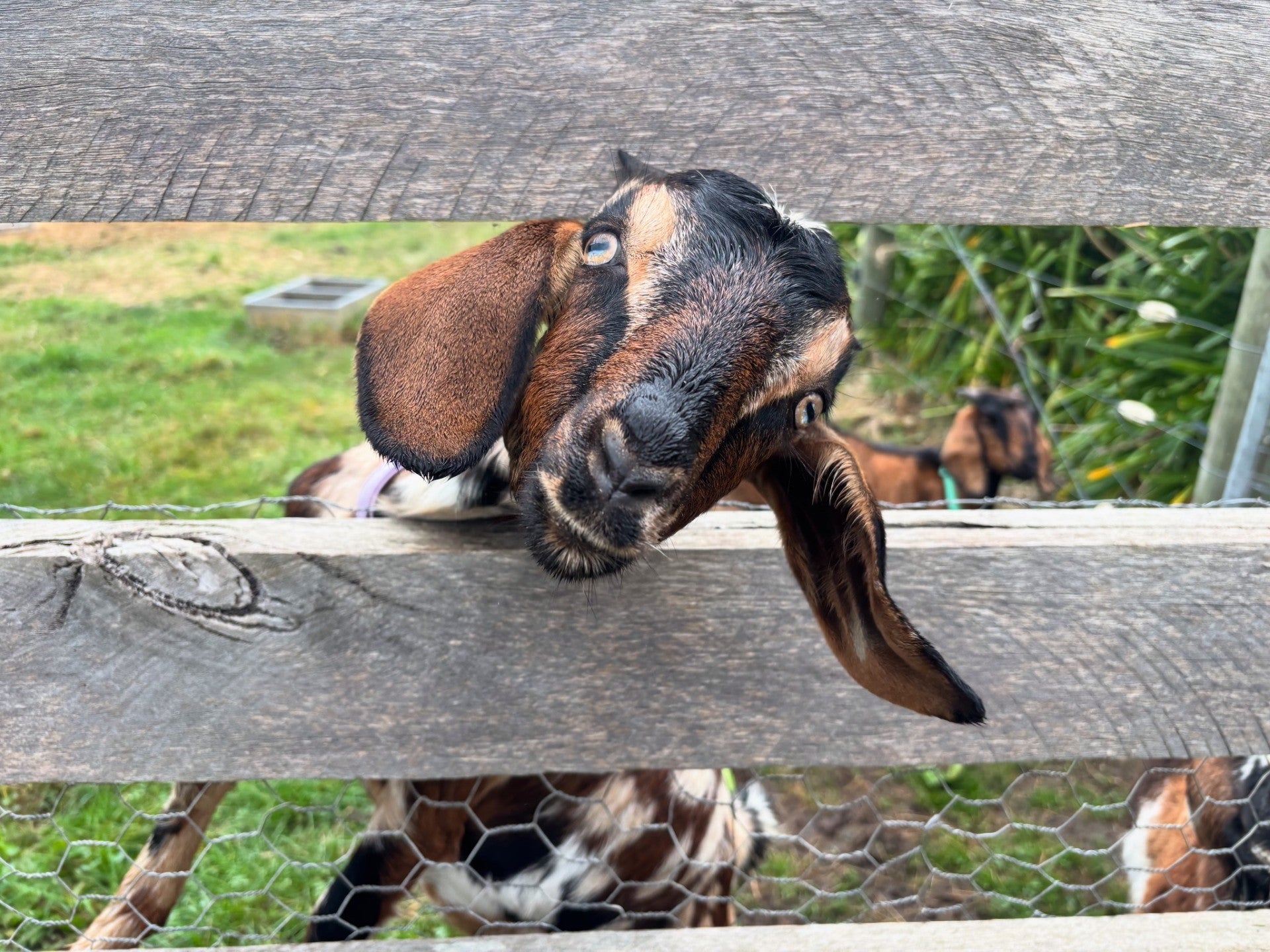 Prepare for your new goat – Niedlich Farm